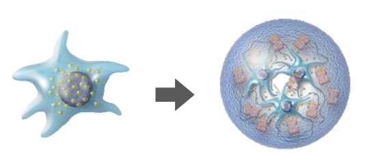 Investigadores del IDIBAPS generan un modelo in-vitro para estudiar ...