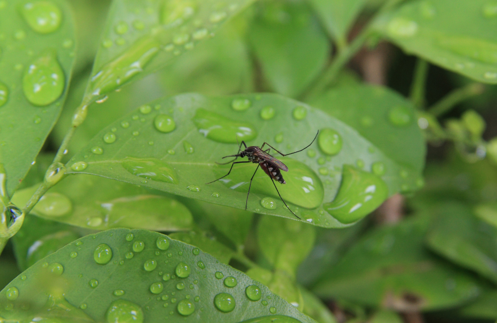 How can the dengue outbreak in Cuba affect us? | PortalCLÍNIC