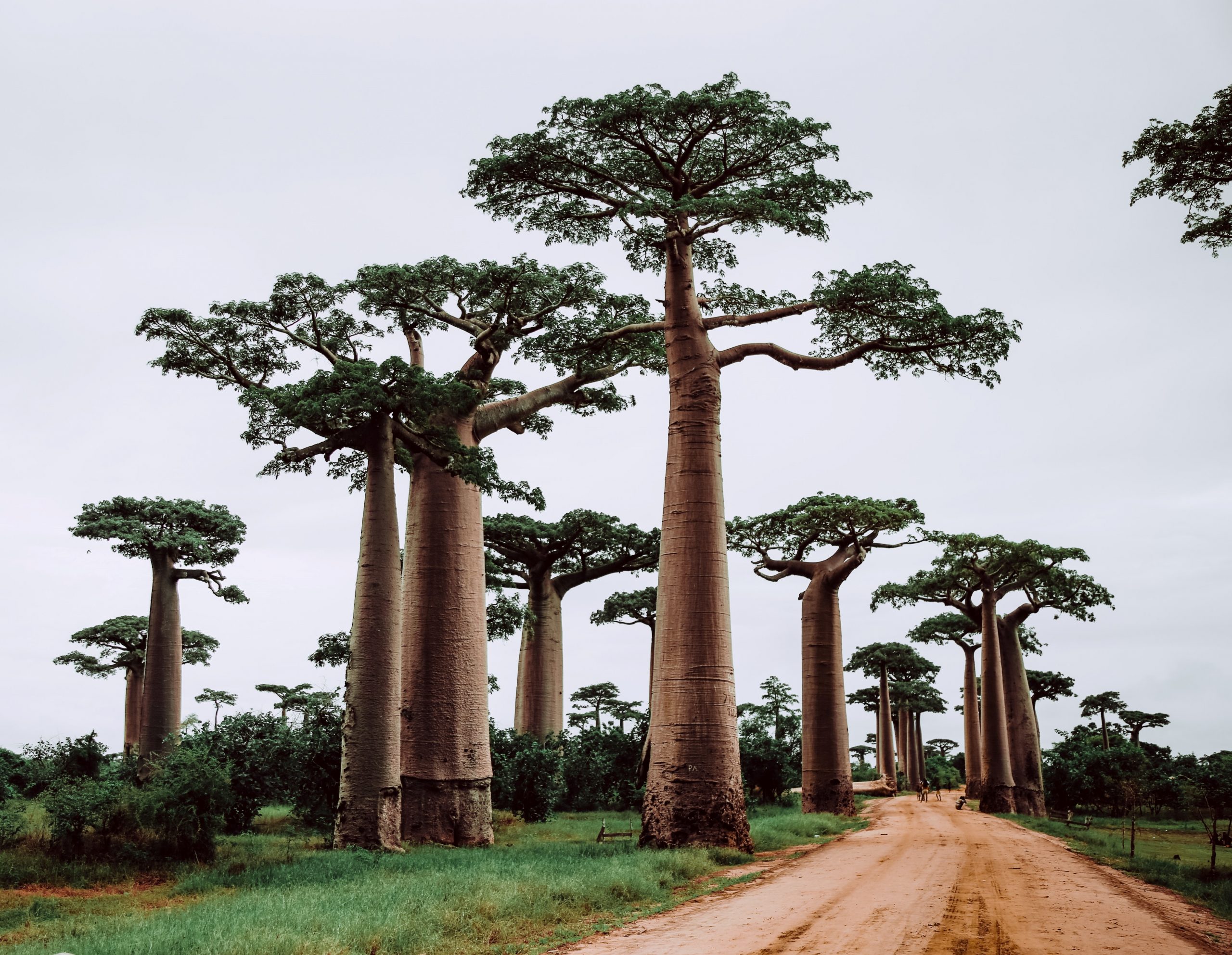 Madagascar | Hospital Clínic Barcelona