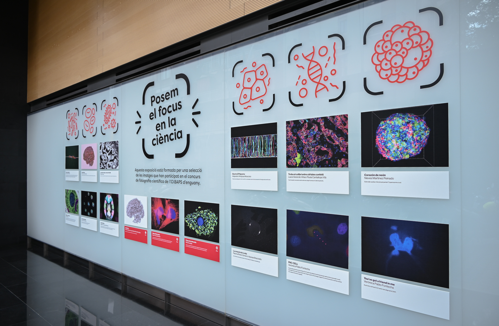 The finalist images of the 2024 IDIBAPS Scientific Photography Contest ...