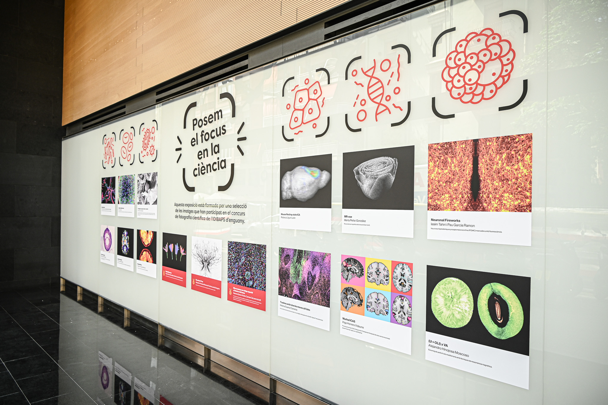 The finalist images of the 2025 IDIBAPS Scientific Photography Contest ...